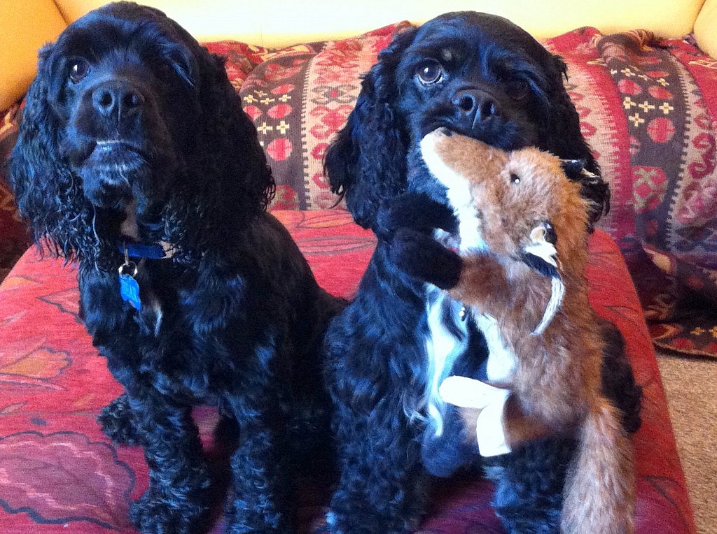 Adoption Application :: Houston Cocker Spaniel Rescue