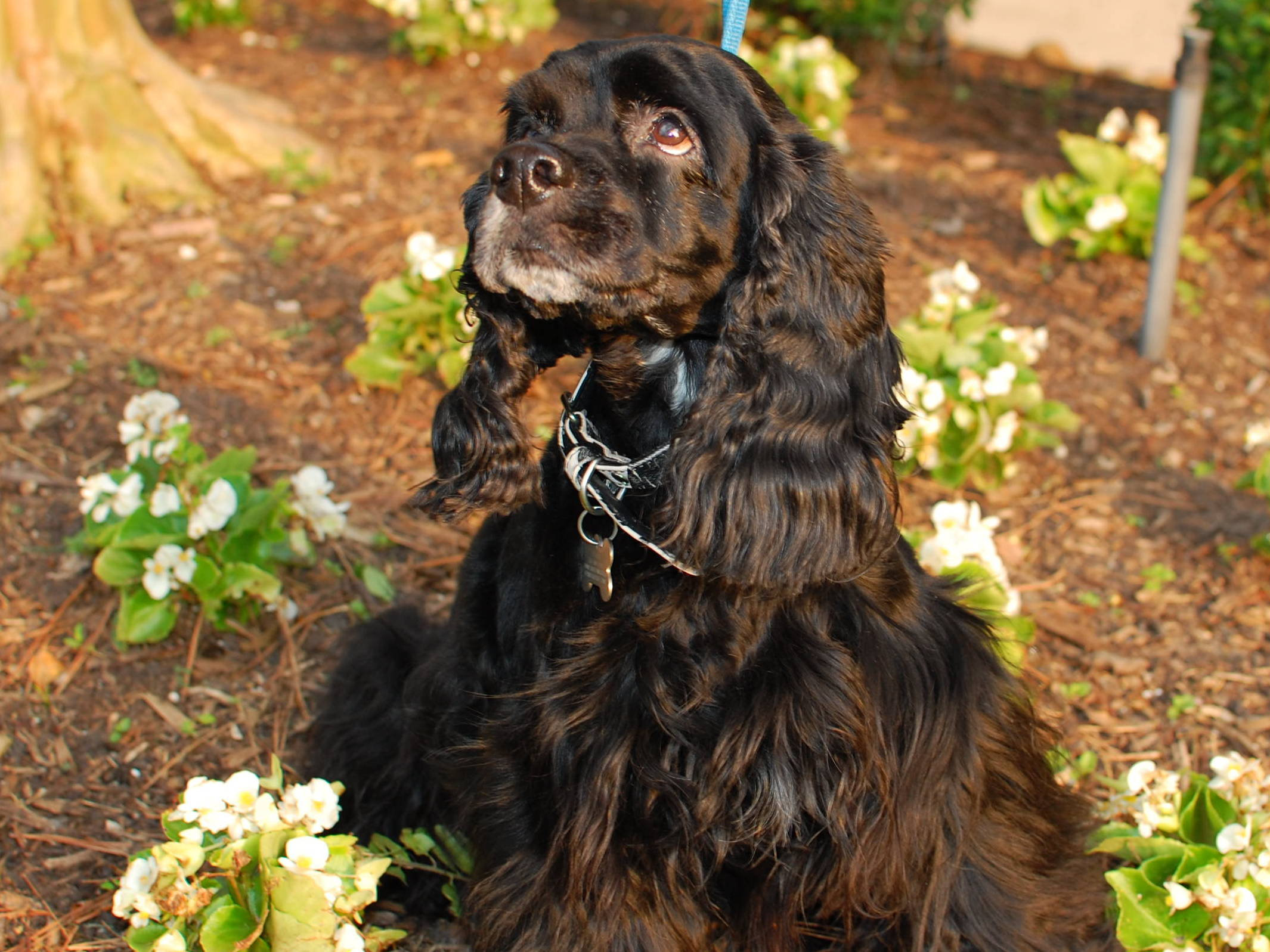 Spencer :: Houston Cocker Spaniel Rescue