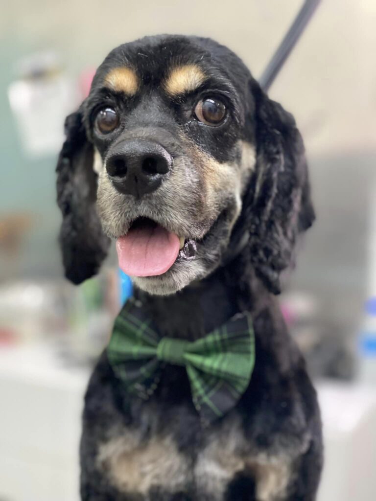 Houston Cocker Spaniel Rescue
