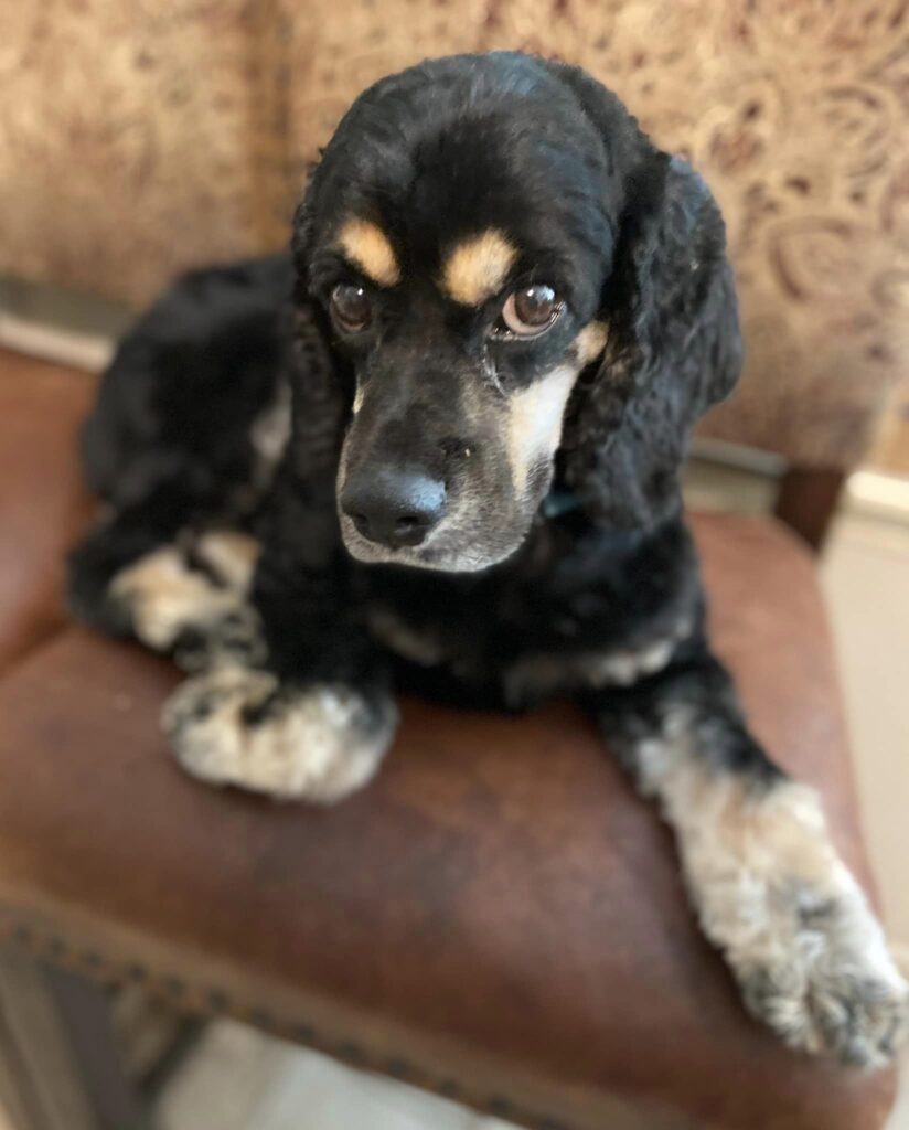 Houston Cocker Spaniel Rescue