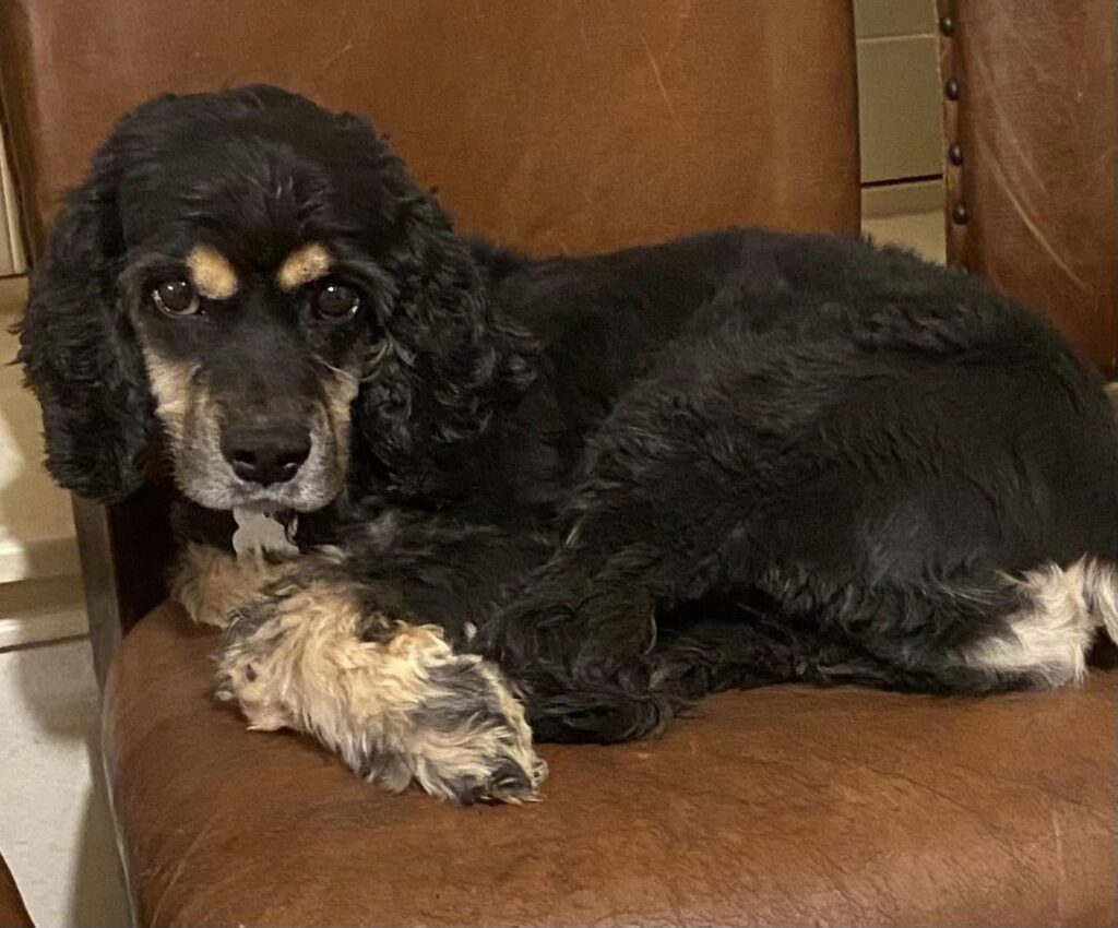 Houston Cocker Spaniel Rescue