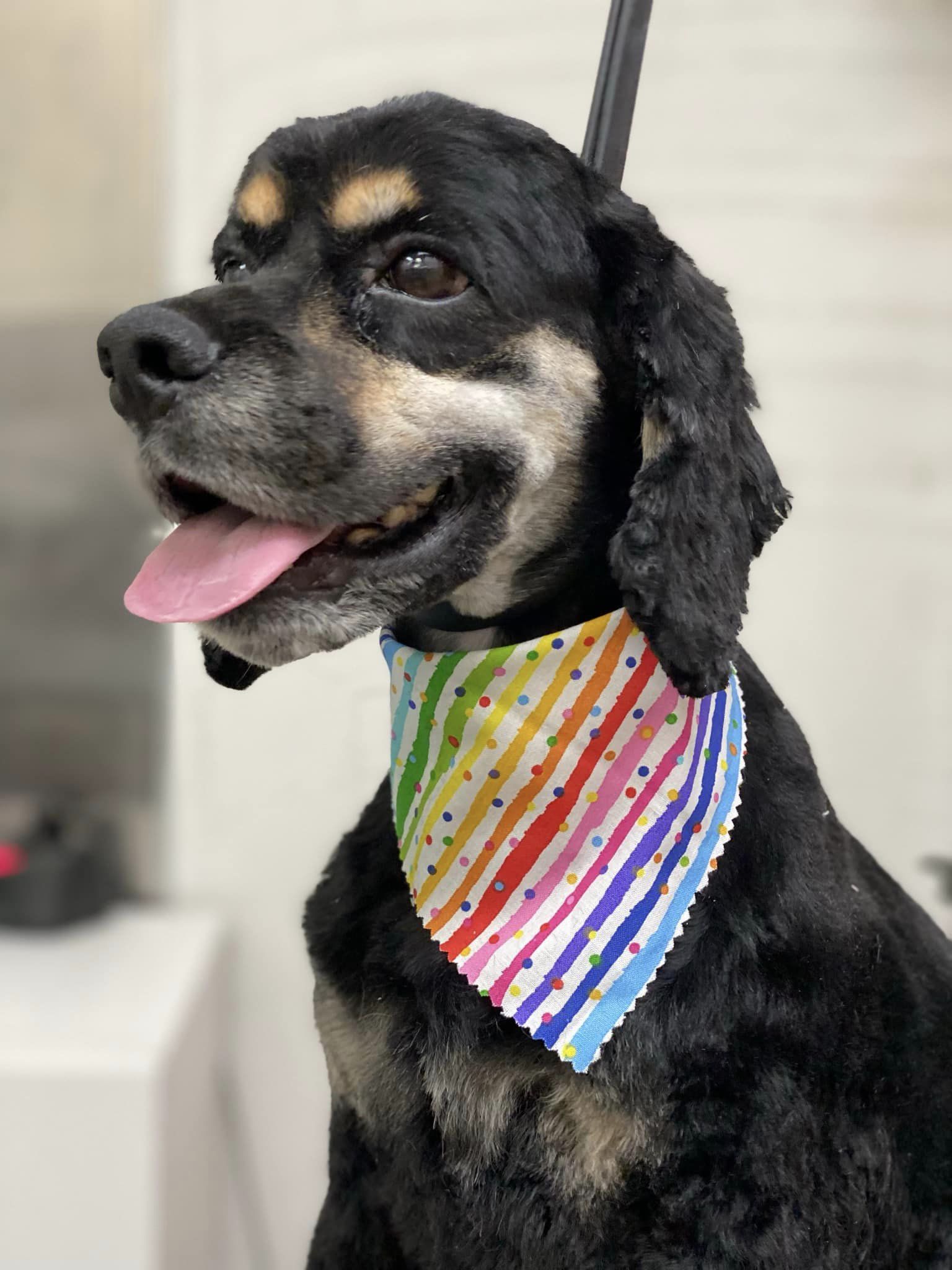 Houston Cocker Spaniel Rescue