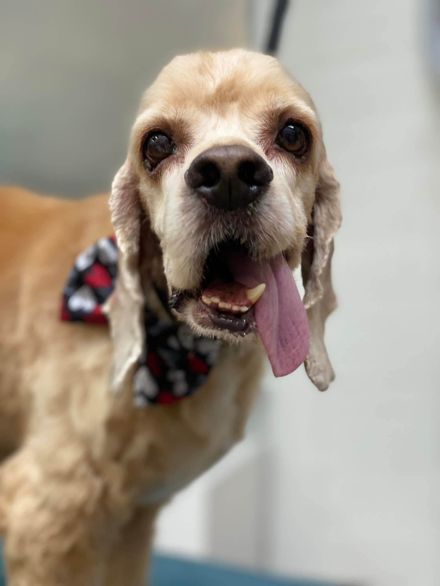 Houston Cocker Spaniel Rescue