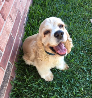 Houston Cocker Spaniel Rescue